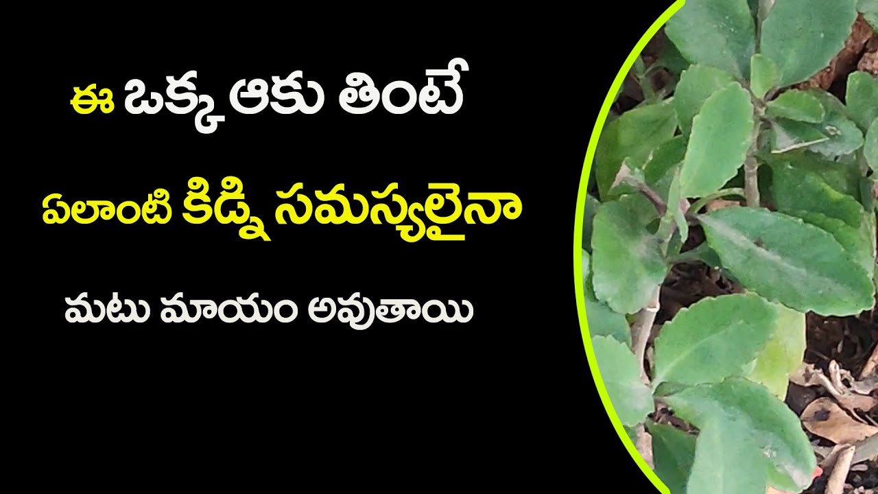 Miracle Leaf for Kidney Stones | Ranapala Aaku | కిడ్నీలో కంకరరాయి ఉన్న ...