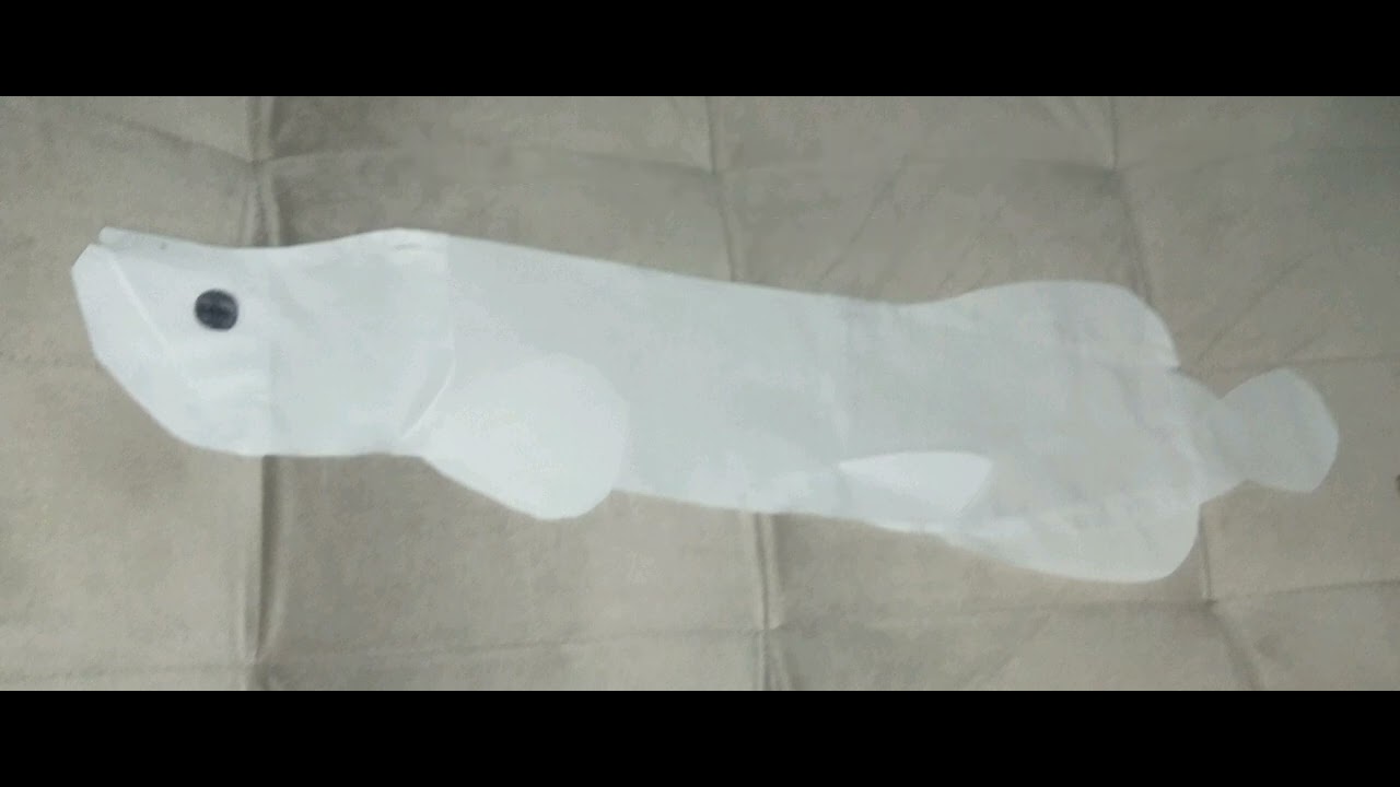paper arapaima - YouTube