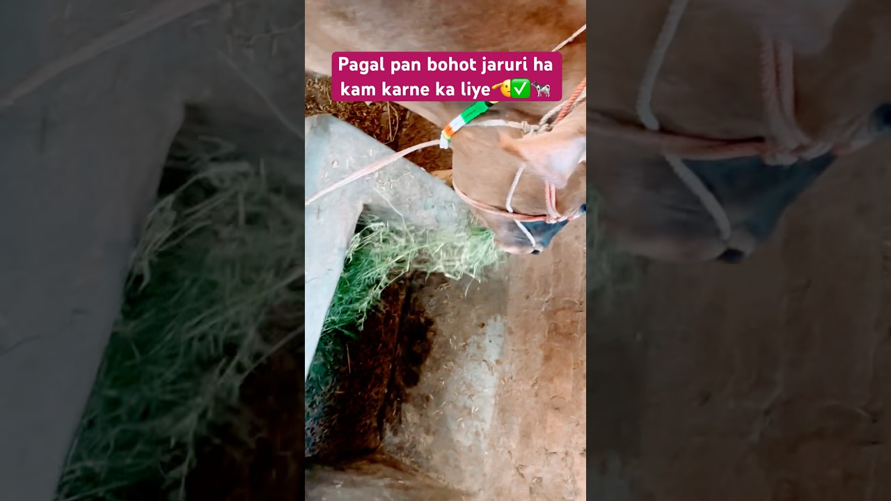 Pagal pan Jesa Kam Karo 🐄🙏💯#cow #baffalo #dairyfarming #viralvideo # ...