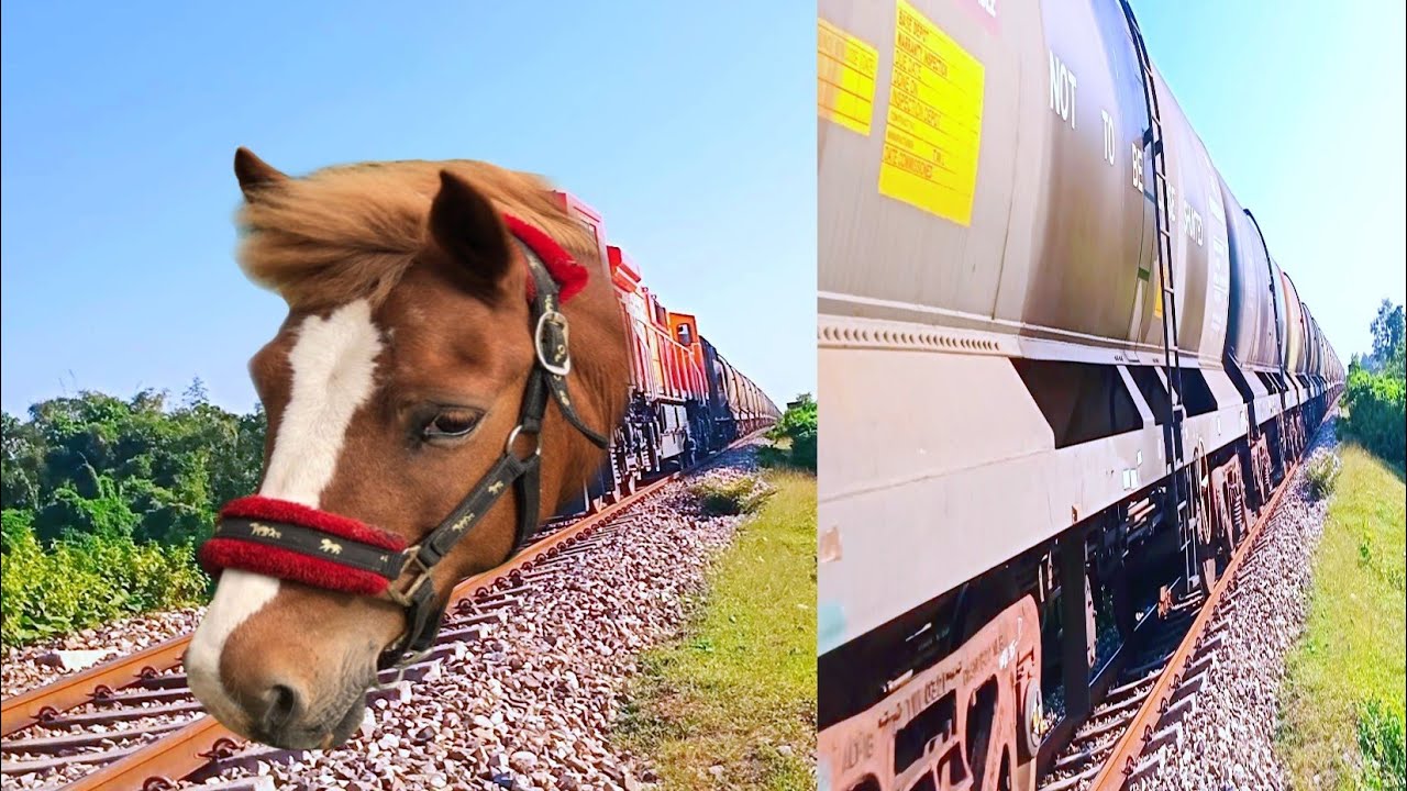 Horse train,train video, monkey train, tiger train, - YouTube