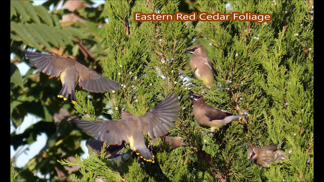 Random Outdoor and Landscaping Photos and Pictures - YouTube