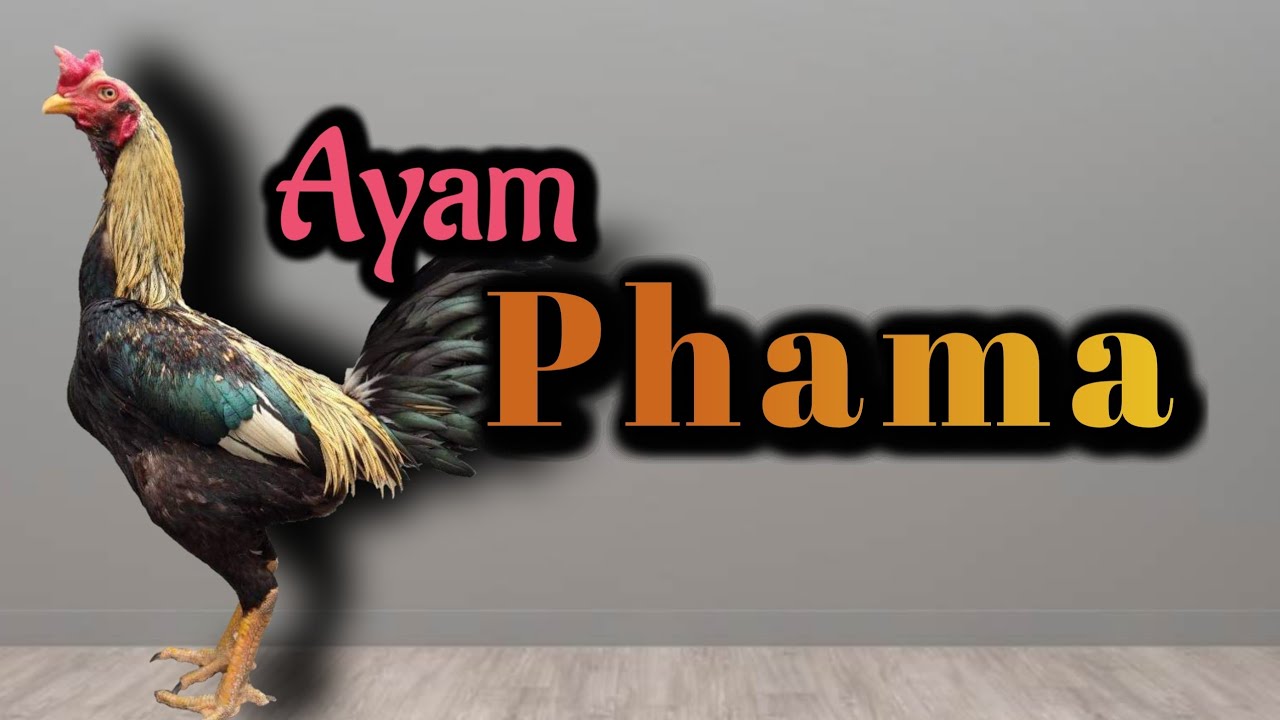 Ayam Phama - YouTube