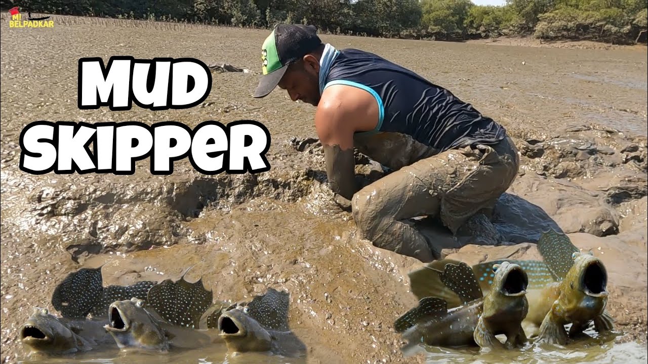 कमरेभर चिखलात खनल्या खवल्या निवट्या आणि आईने बनवले Kadak तवा FRY | Mud ...