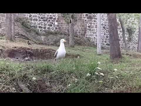 Martı  giresun kalesi ahmet Cıvak