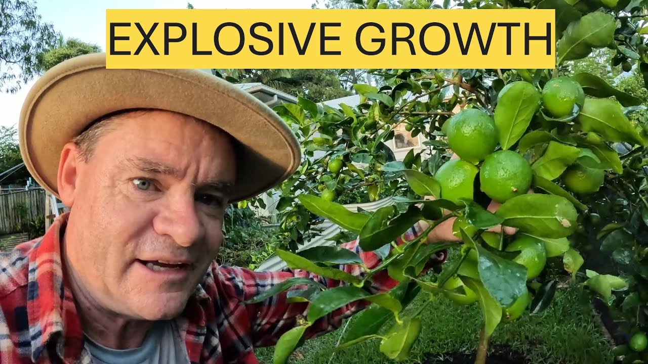 100% Success Formula For Explosive Fruit Tree Growth - YouTube
