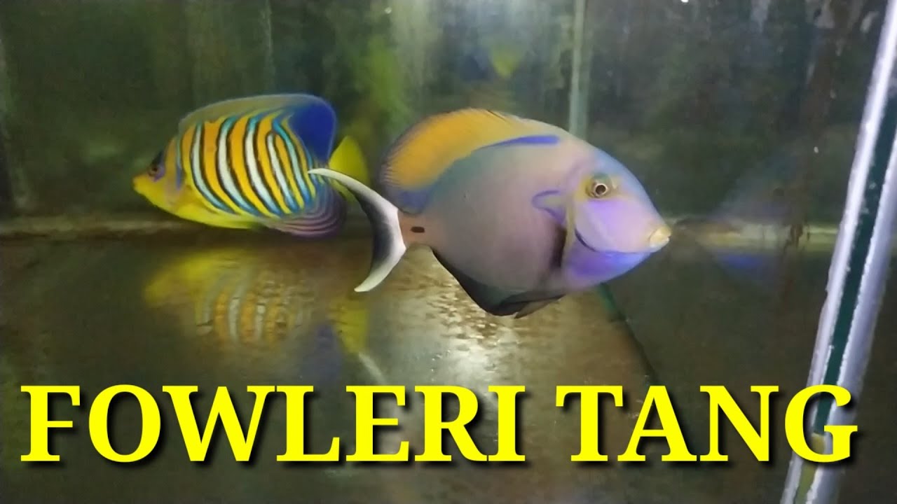 CARA MUDAH MEMELIHARA IKAN HIAS LAUT/ FOWLERI TANG - YouTube