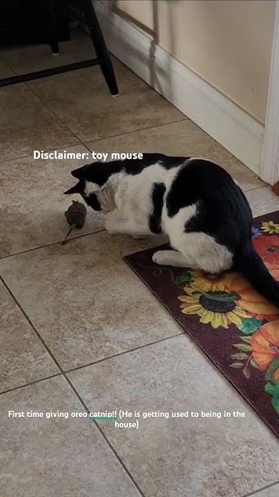 First time giving oreo catnip!!!! - YouTube