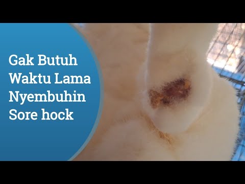CARA YANG SIMPLE UNTUK MENGOBATI SORE HOCK PADA KELINCI - YouTube