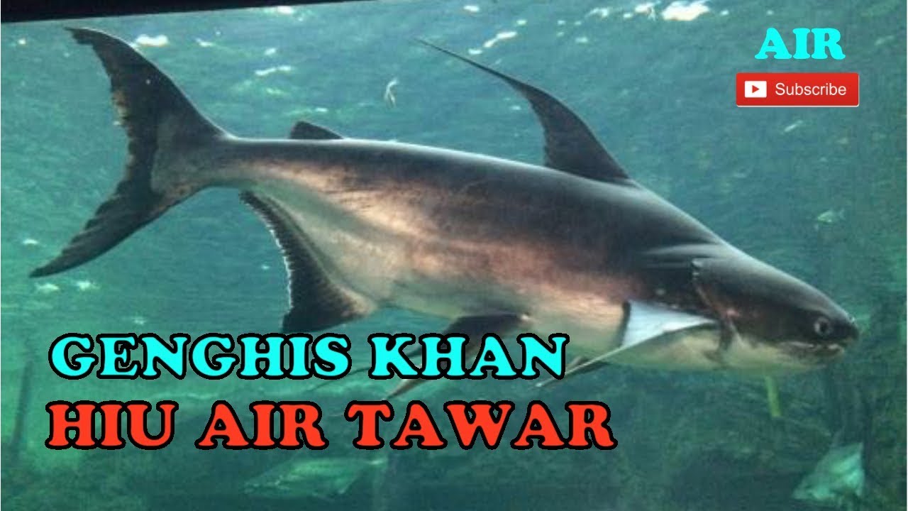 GENGHIS KHAN FISH || HIU AIR TAWAR - YouTube