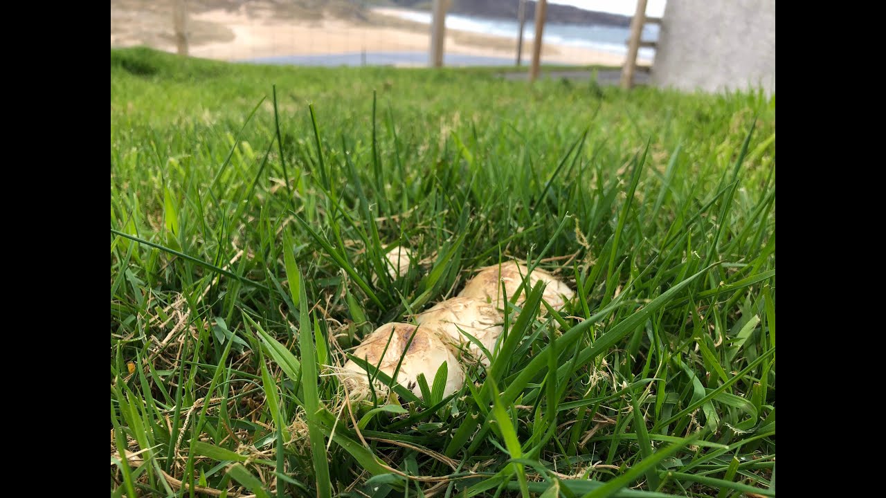 Foraging - St George's Mushrooms - Dirty Wee Secrets - YouTube