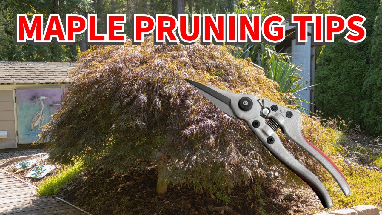 How to prune your garden maple tree into a Niwaki using bonsai ...