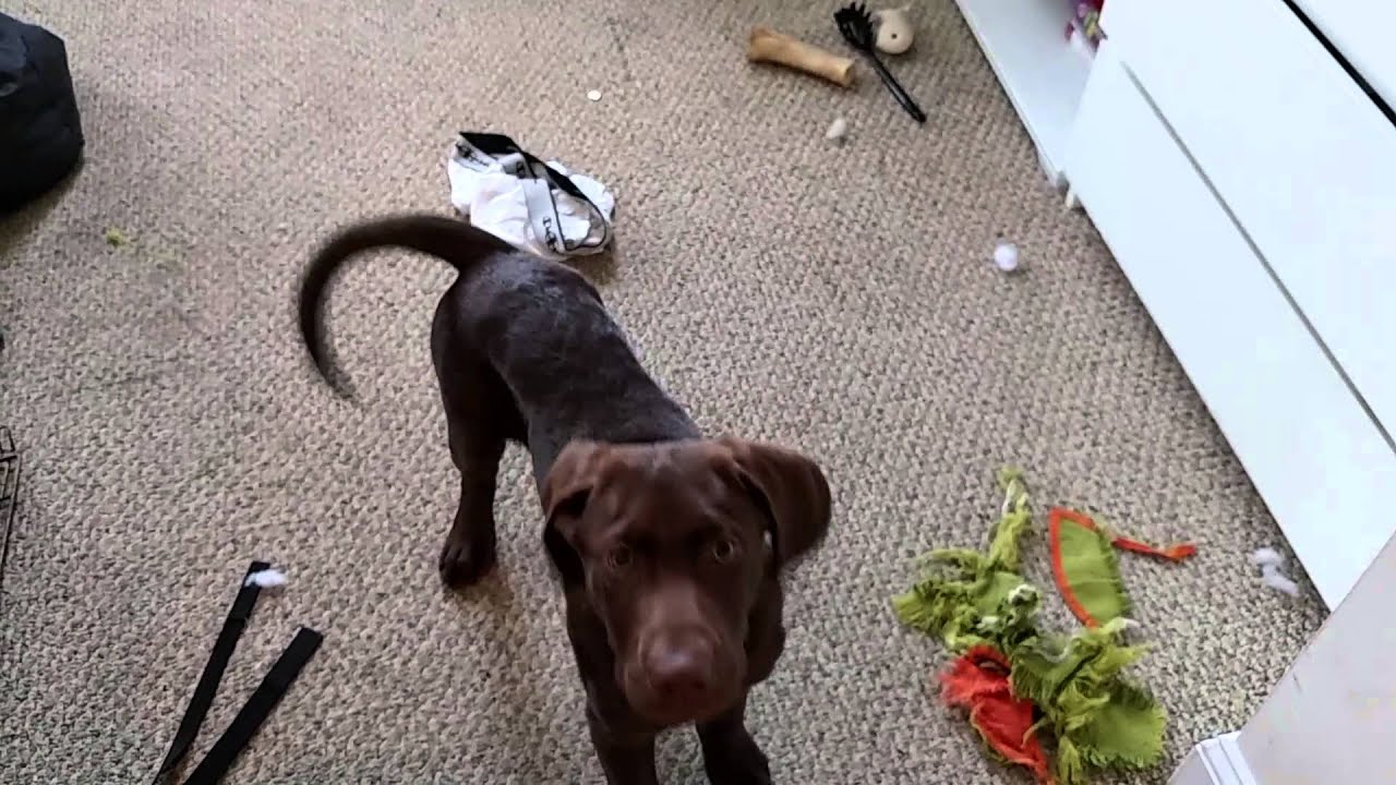 Funny Dog 3 Month Old Lab Puppy Is Too Cute YouTube funny-dog-3-month-old-lab-puppy-is-too-cute-youtube