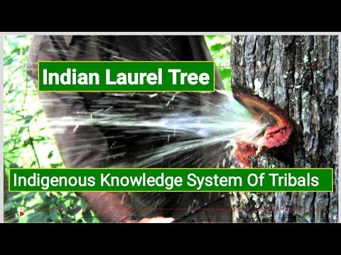 Indian Laurel Tree : The water Tree | Tribal knowledge System #upsc ...