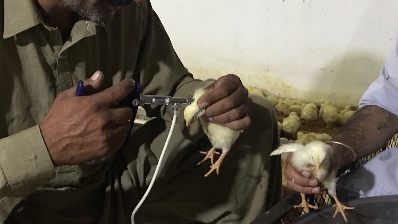 Poultri farming vacacian kasa hote hai ap dakha khoda - YouTube