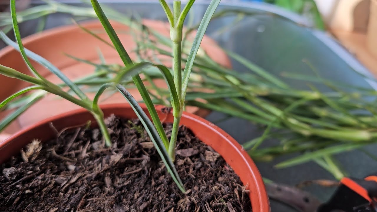 How to pot Carnation cuttings - YouTube