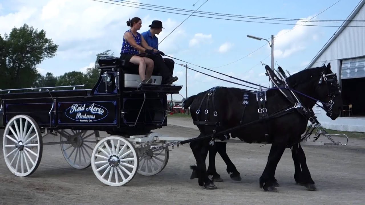 Lansdowne Fair - Horses - YouTube