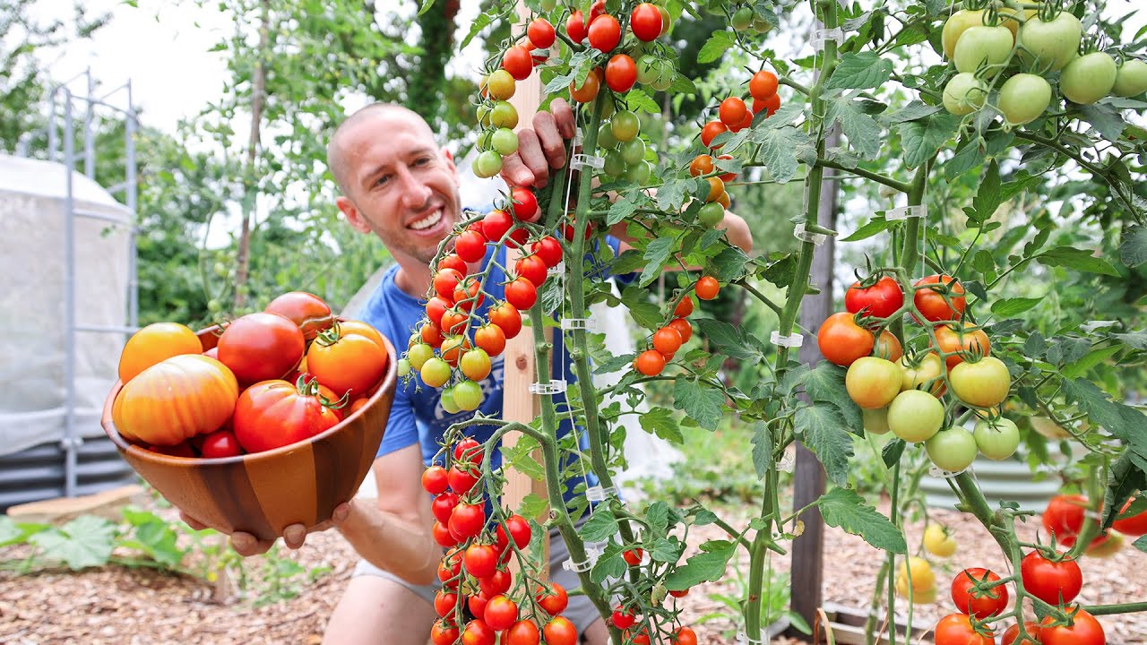 Unbelievable Backyard Garden Harvest, So Much Food in So Little Space 🤯 ...