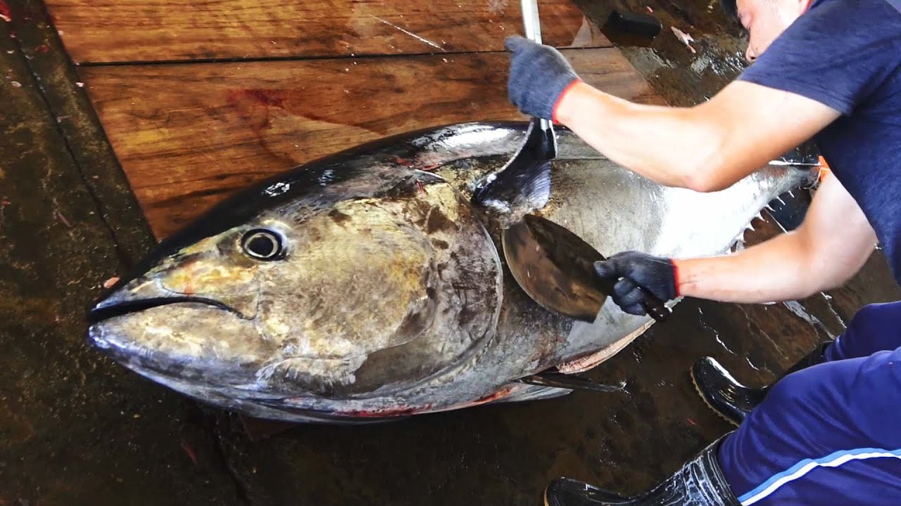 500-Pound Giant Bluefin Tuna Sliced with World's Sharpest Knife! - YouTube