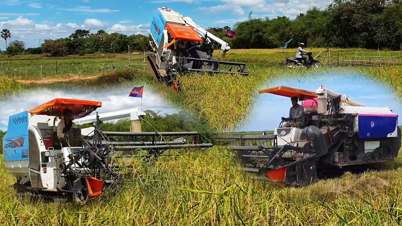 BEST OPERATING HARVESTER WORKING MACHINERY AT RICE FARMS, KUBOTA RICE ...