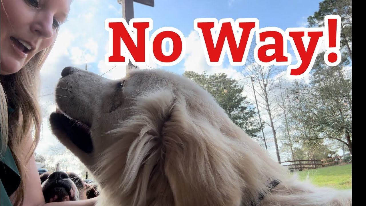 New Rescue Dog Has a Secret - YouTube