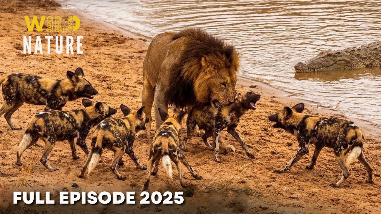 Epic Battles | Incredible Animals (Full Episode) | Nature Animal ...