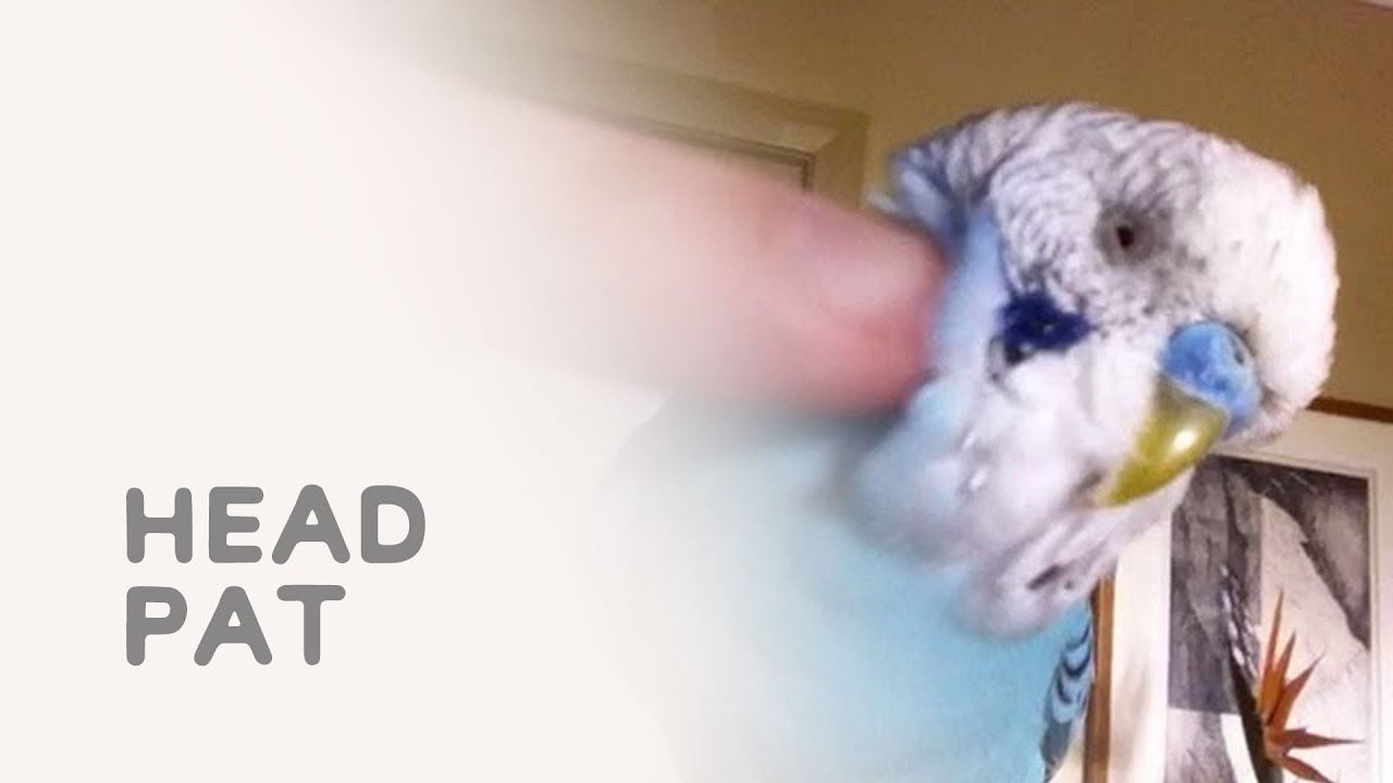 Head Pat - YouTube