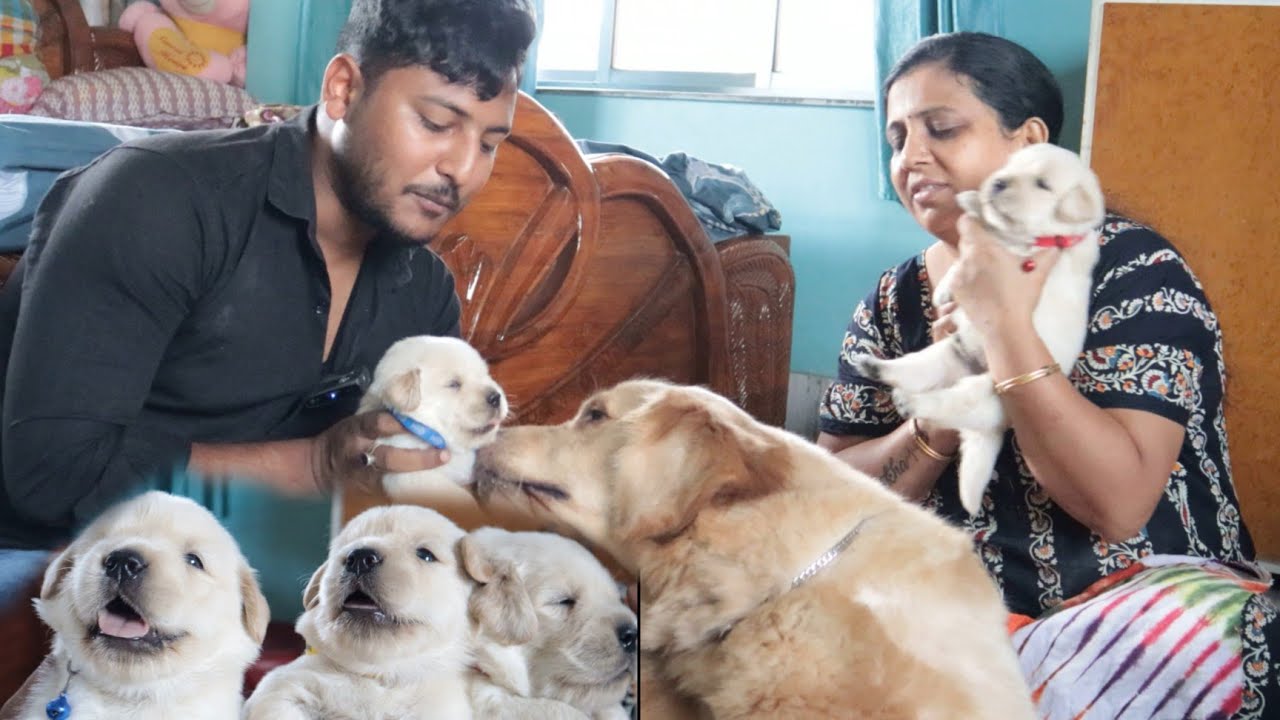 My golden retriever female gave birth some heavy wait healthy puppies 🐶 ...