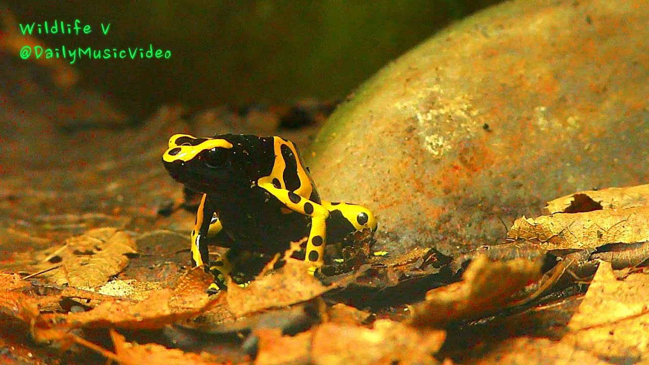 Wildlife V @DailyMusicVideo: Bring Peace To Earth and Save Wilderness ...