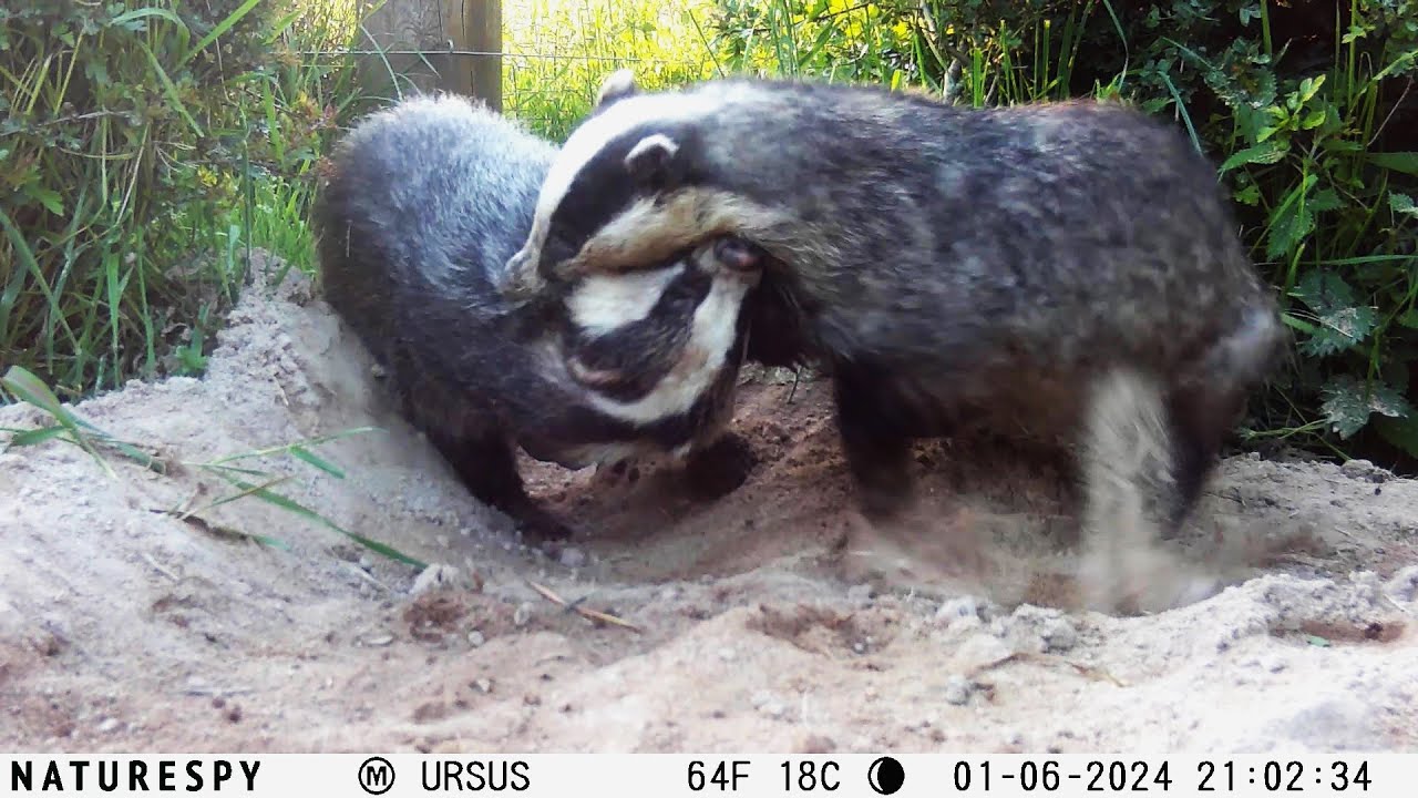 Badger Bed Making and Some Rough and Tumble - YouTube