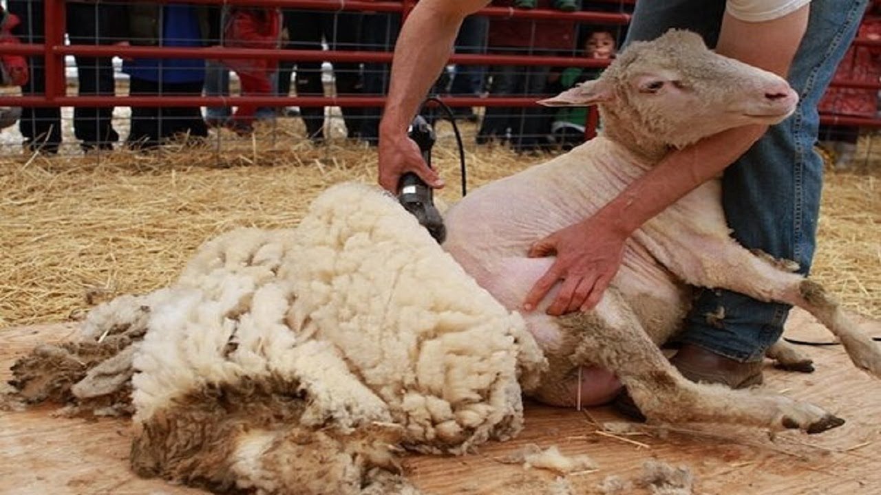 A close-up take the incredible Sheep's wool and the process of creating ...