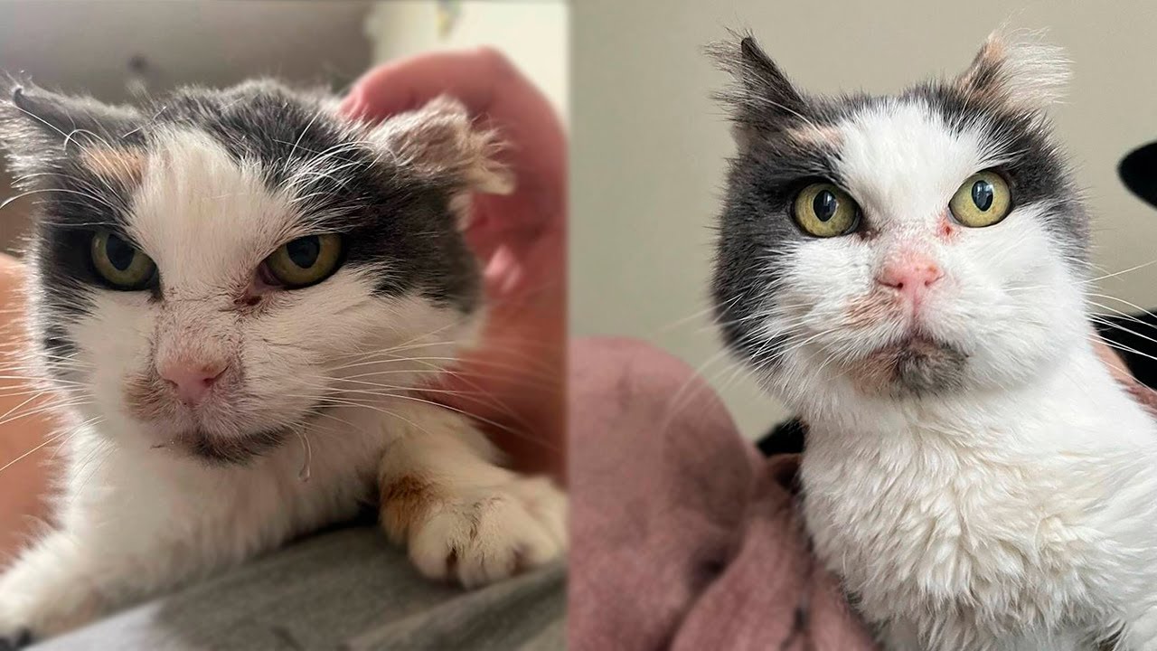 An elderly and sad stray cat gets into a home for the first time in 10 ...