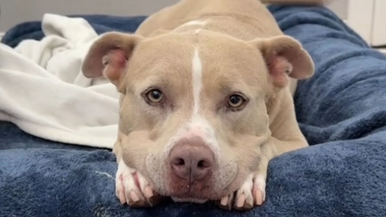 65 Pound PITBULL Disappeared Every Night for 3 Weeks – The Truth Will ...