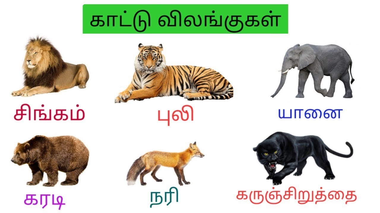 காட்டு விலங்குகளின் பெயர்கள்| wild animals #malalaiviruppam - YouTube