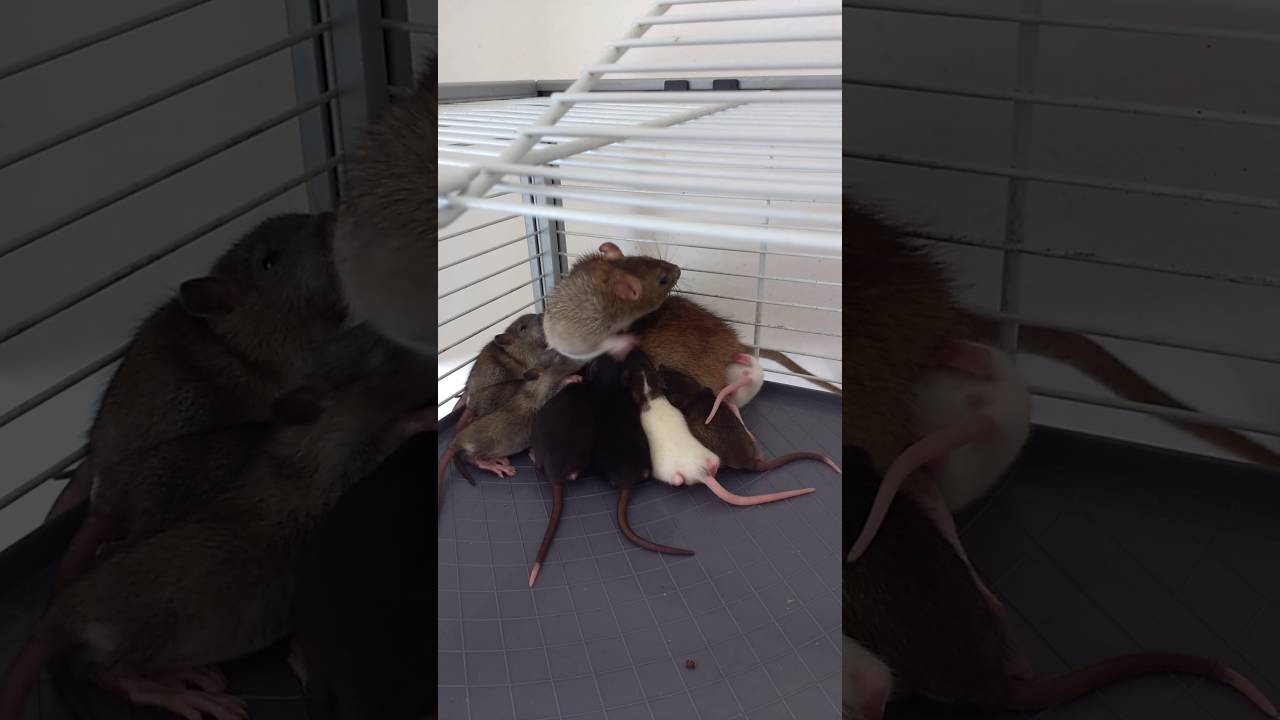 Attentive rat mother feeding and grooming her babies - YouTube