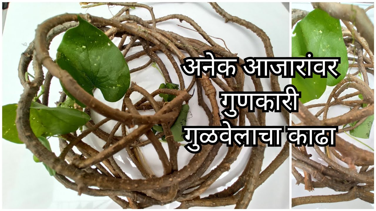 गुळवेल काढा | Gulvel kadha | Giloy Kadha - YouTube