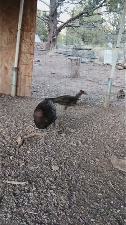 noob qaib qus zoo nraug heev - YouTube