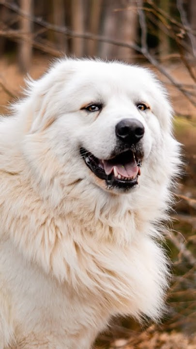 30 Seconds on Great Pyrenees: The Gentle Mountain Guardian! - YouTube
