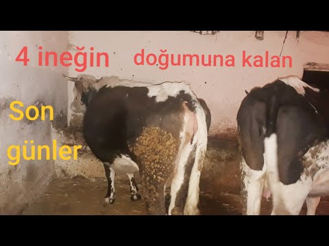 İneklerin doğum süreleri çok azaldı #inekdoğum#hayvancılık#büyukbaşhayvancılık#