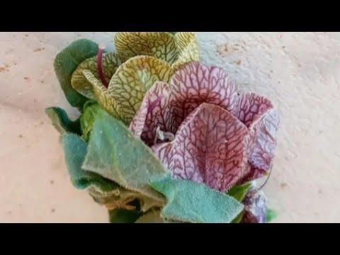 BAN OTU (1.bölüm) - YouTube