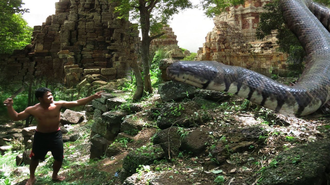 Awesome Snake Trap Using Plastic Bottles Catch Snakes By Cam Amazing ...