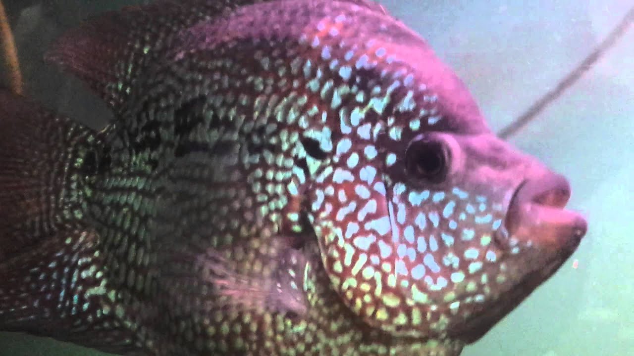 FLOWER HORN SHORT BODY - YouTube