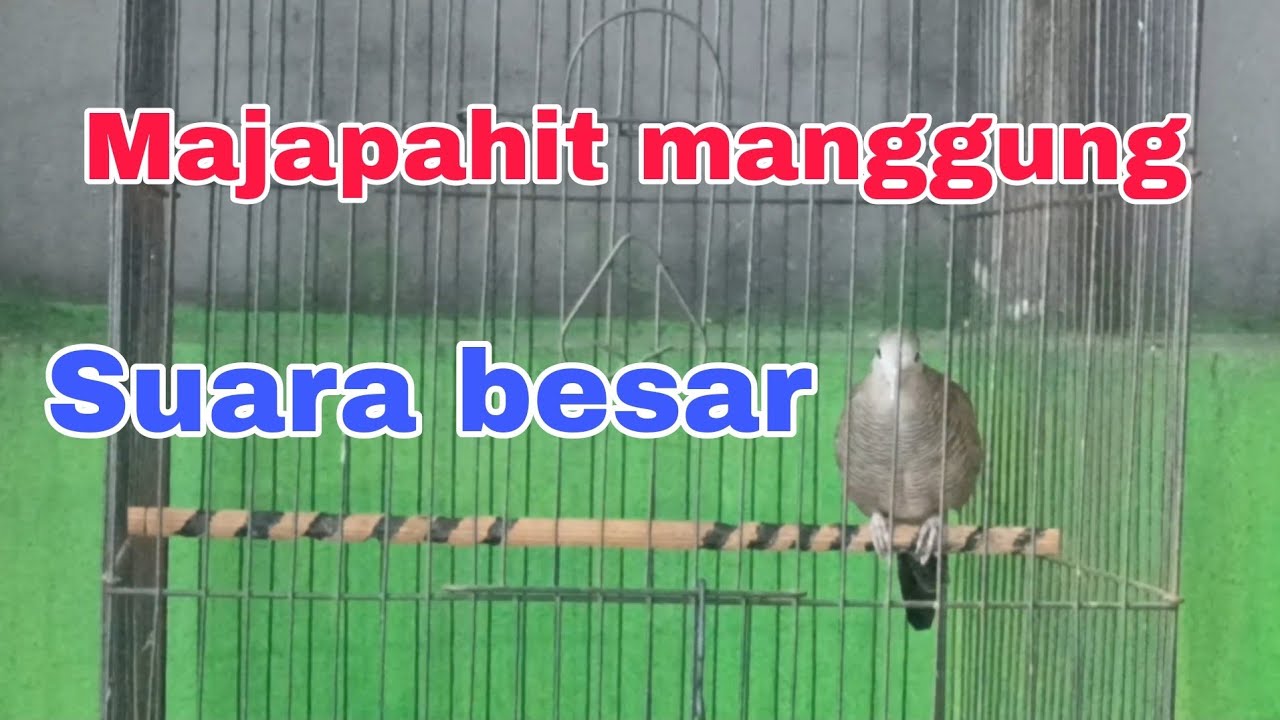 Perkutut cemani majapahit manggung suara besar cocok untuk pamcingan ...