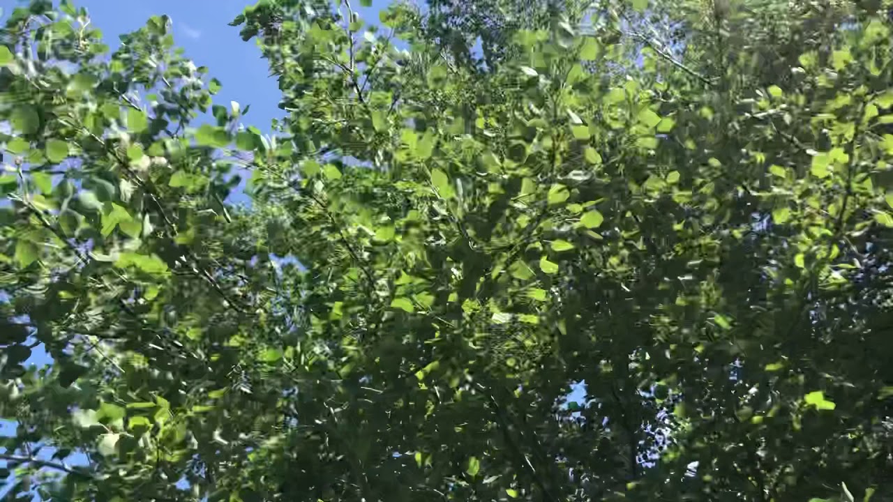 Trees - Psithurism: The sound of wind whispering through the trees ...