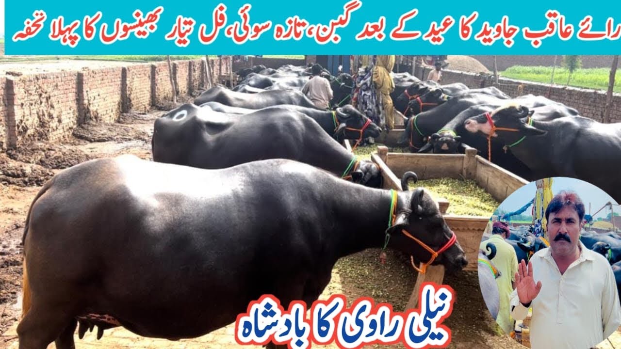 Full Milking of Biggest Nali Ravi Buffaloes|| Nali Ravi Gabbonjhotian ...