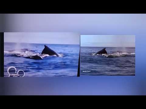 Little Einsteins stock footage, compared to the original stock footage (Read The Disclaimer!)