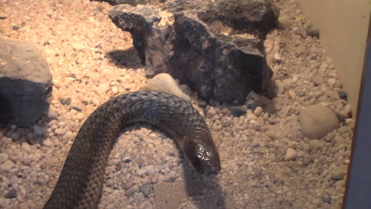 Swakopmund - Living Desert Snake Park: Angolan cobra - YouTube