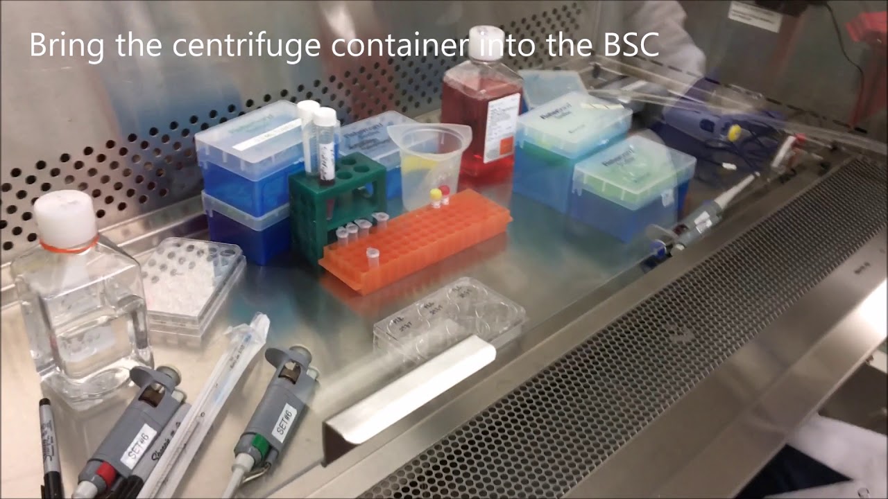 BIOE306 - Lentiviral Transduction Demonstration - YouTube