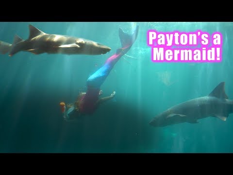 Payton swims with Sharks!