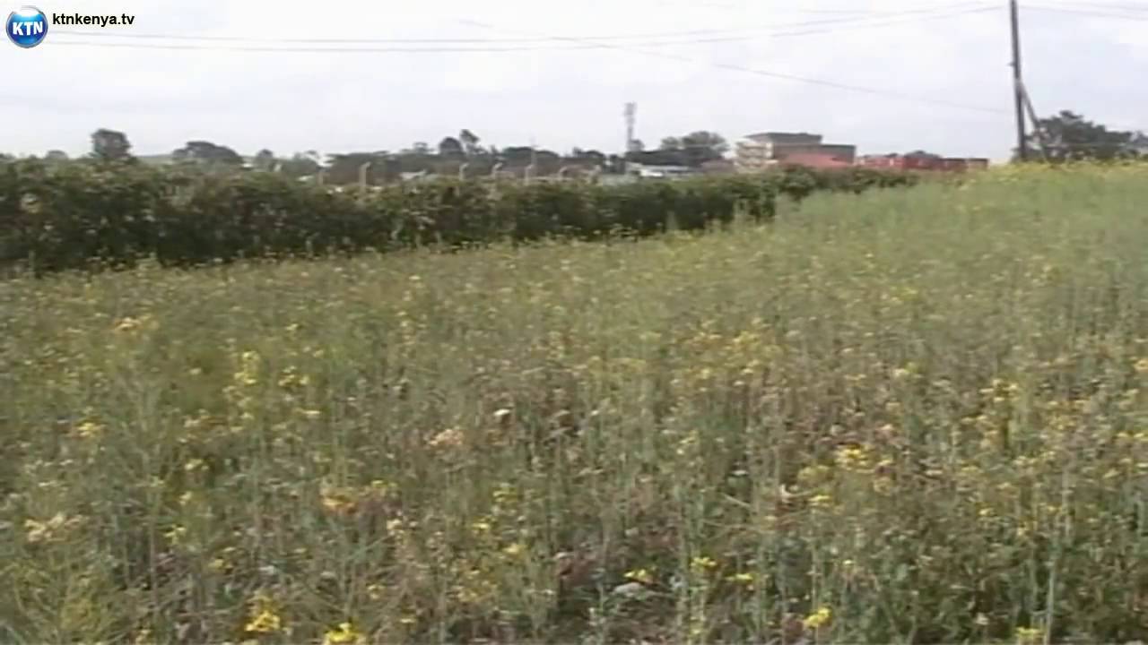 Canola hapa Kenya mweiga - YouTube
