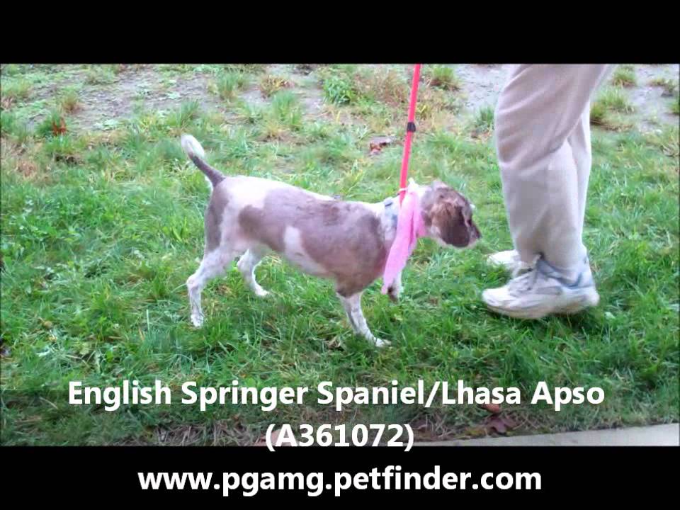 RESCUED!!!! ADORABLE 8 YR OLD FEMALE ENGLISH SPRINGER SPANIEL & LHASA ...